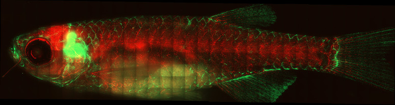 Tanner Robertson’s zebrafish image named one of 12 winners in campus ...